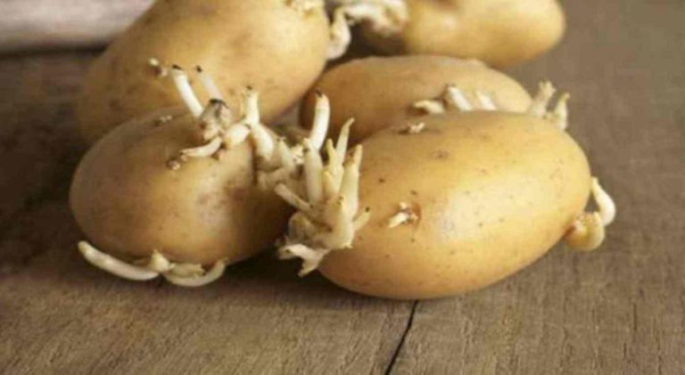 Patate germogliate: si possono mangiare?